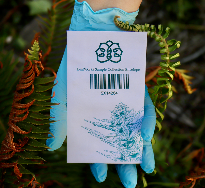 Sexing Cannabis Plants - Premier Cannabis Tester - LeafWorks